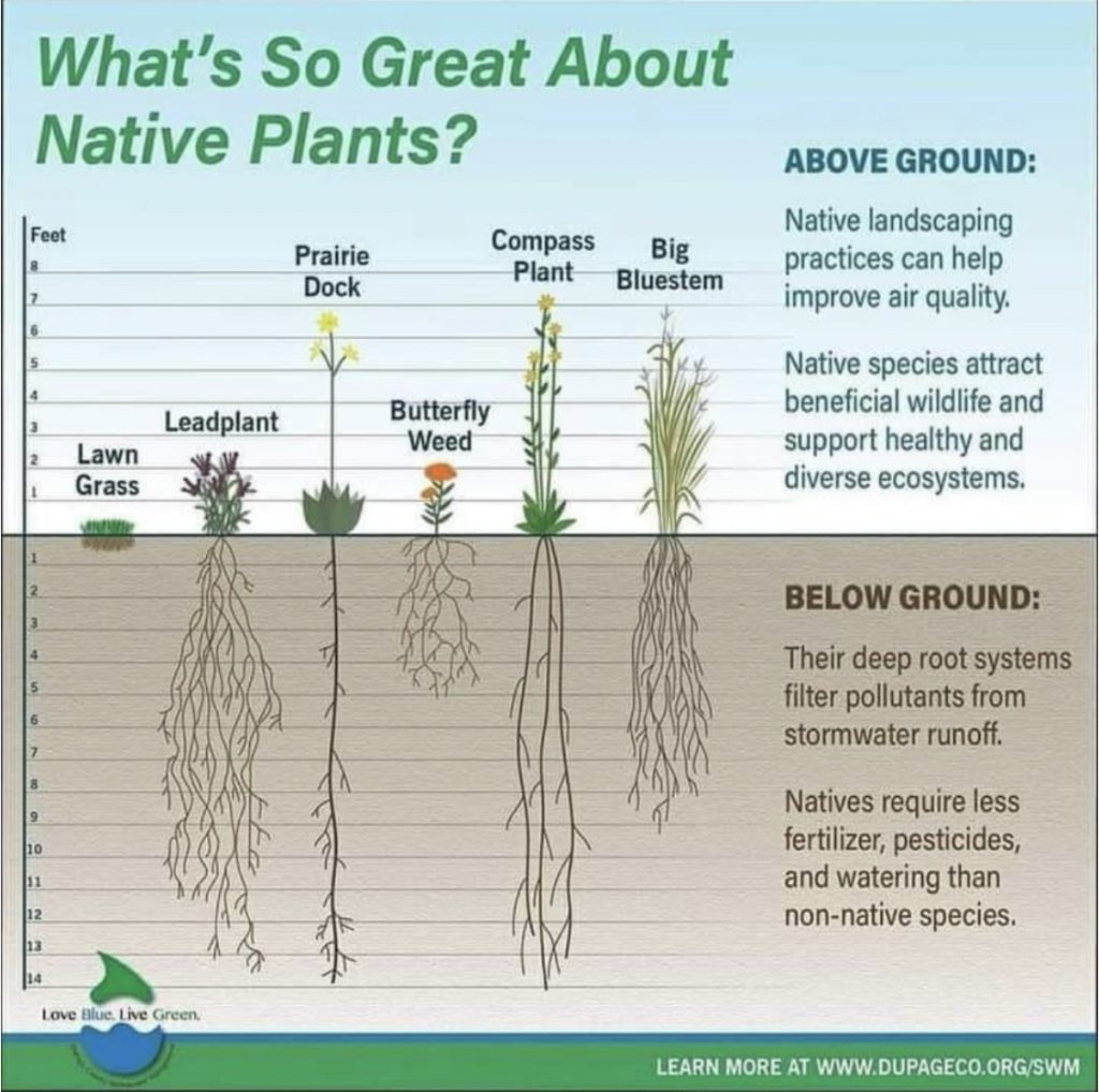 What’s so great about native plants? - Fifteen Trees